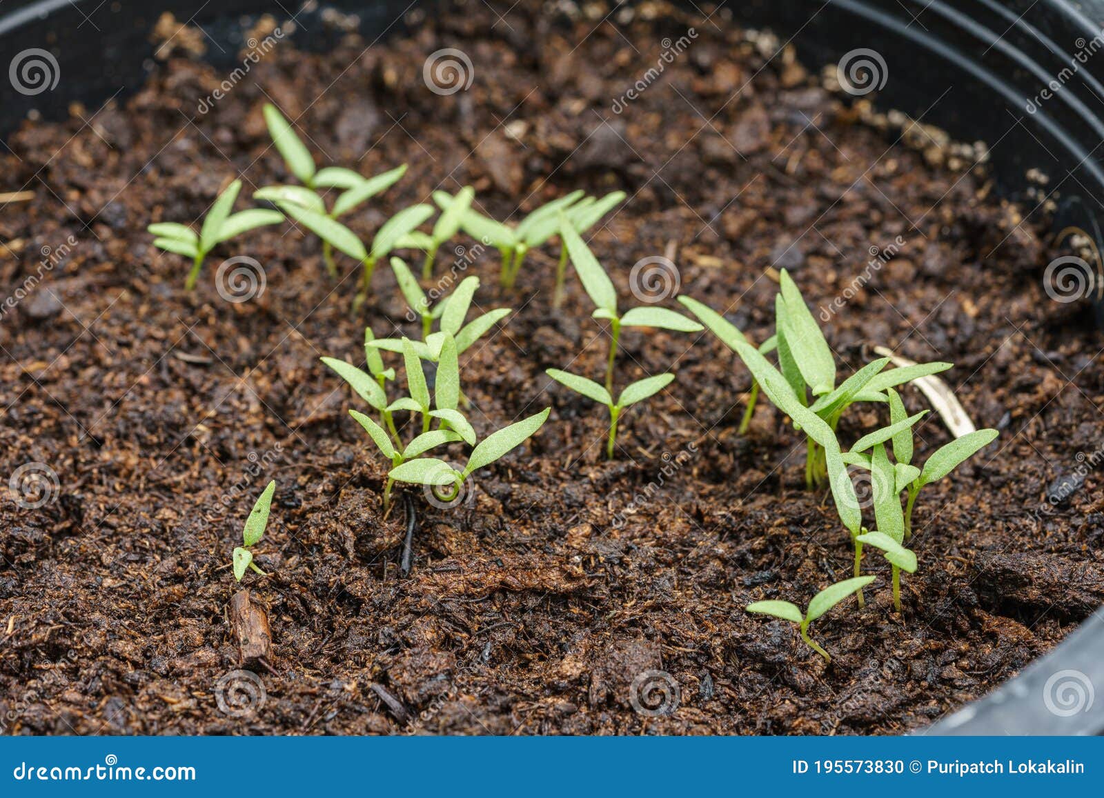 Saplings of Goji Berry Trees Stock Photo - Image of leaf, ingredient ...