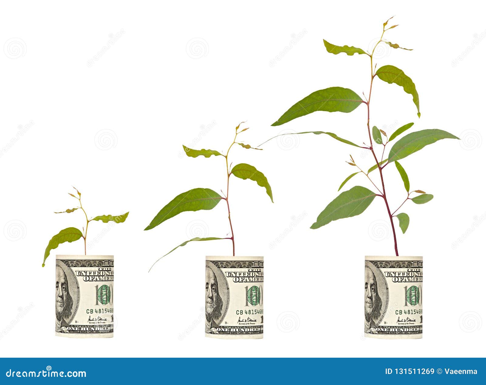 Saplings Are Growing From Fertile Soil, Including The Evolution Of ...