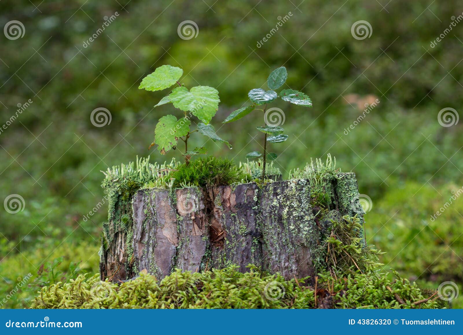 Saplings, Moss and Lichen on Top of a Stump of a Tree Stock Photo ...