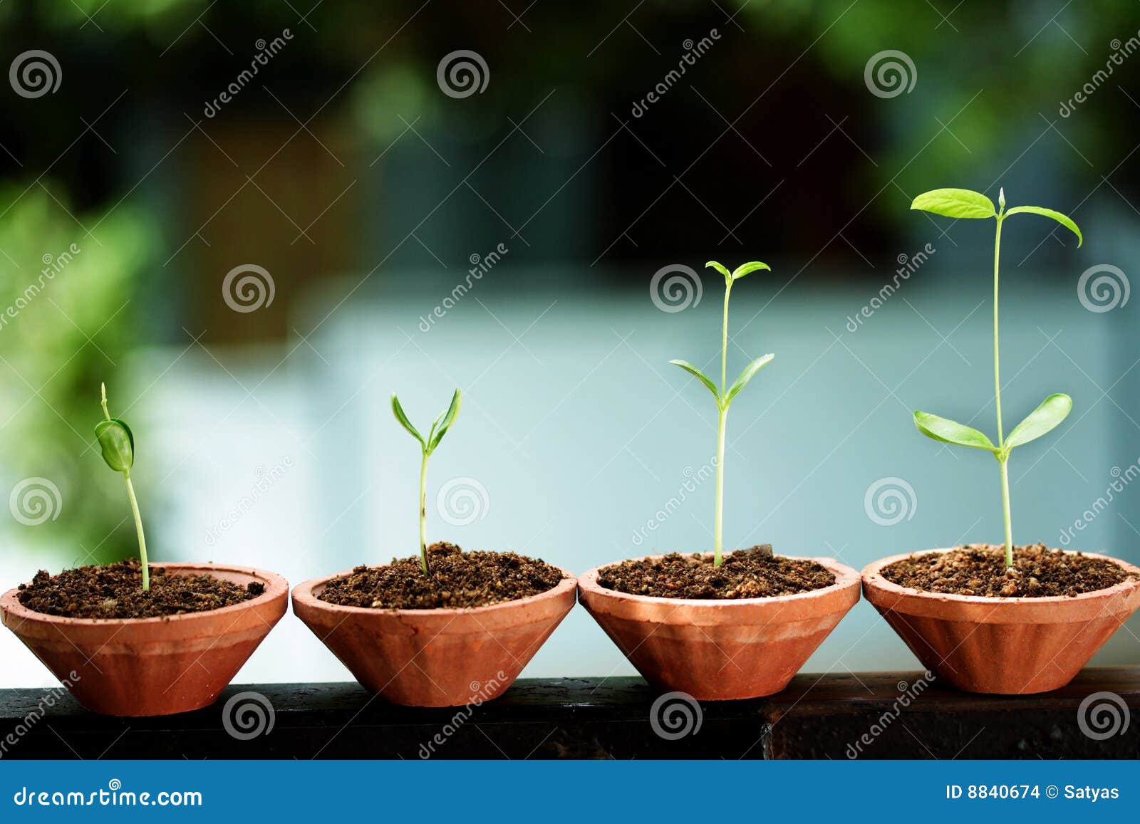 Saplings-New life stock photo. Image of ecology, country - 8840674