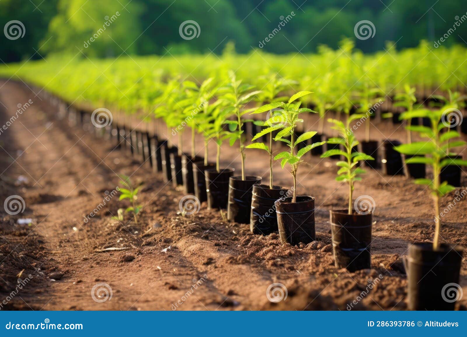 Saplings Planted in a Row, Symbolizing Reforestation Stock Photo ...