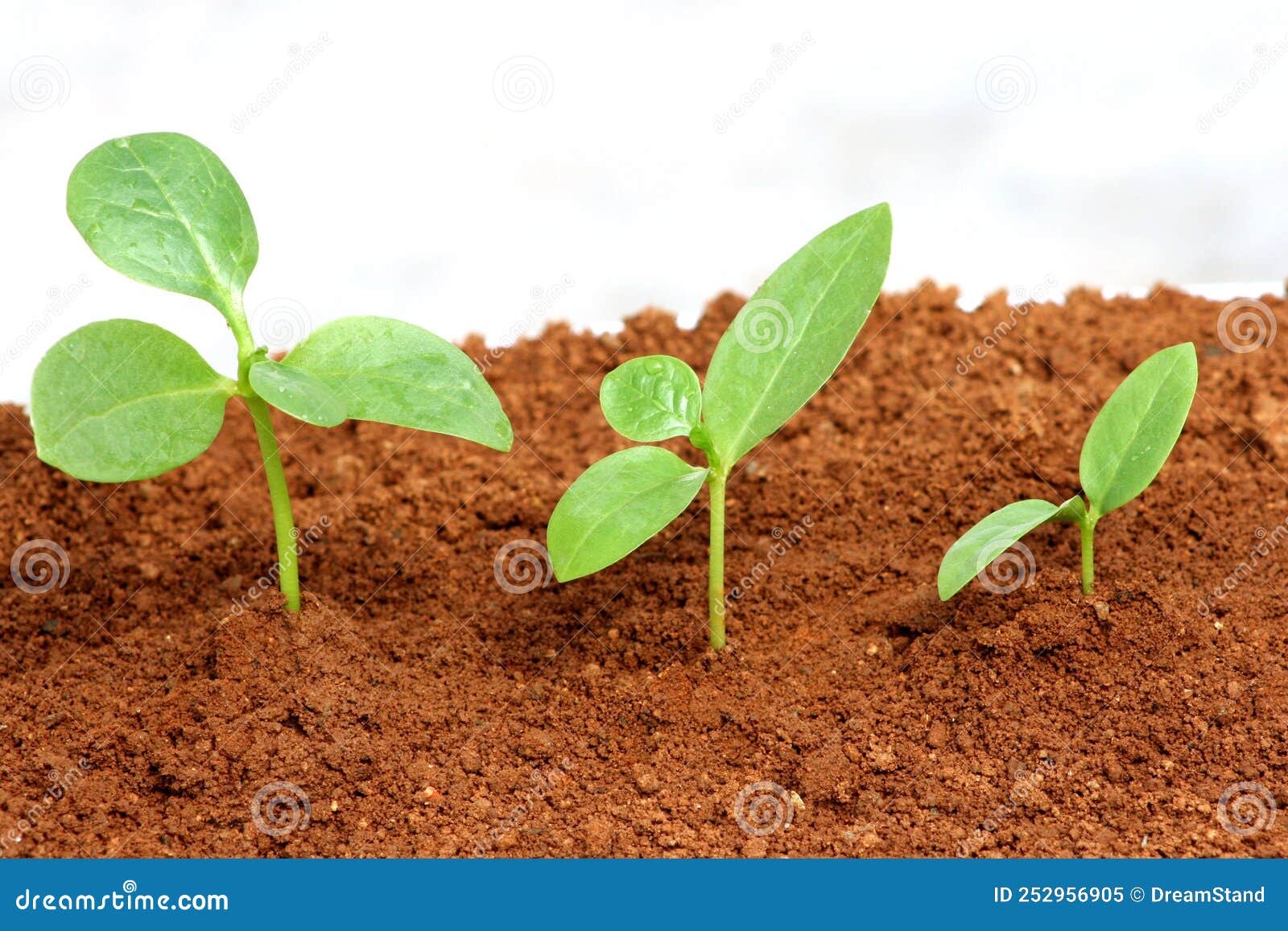 Saplings - New life stock image. Image of leaf, young - 252956905