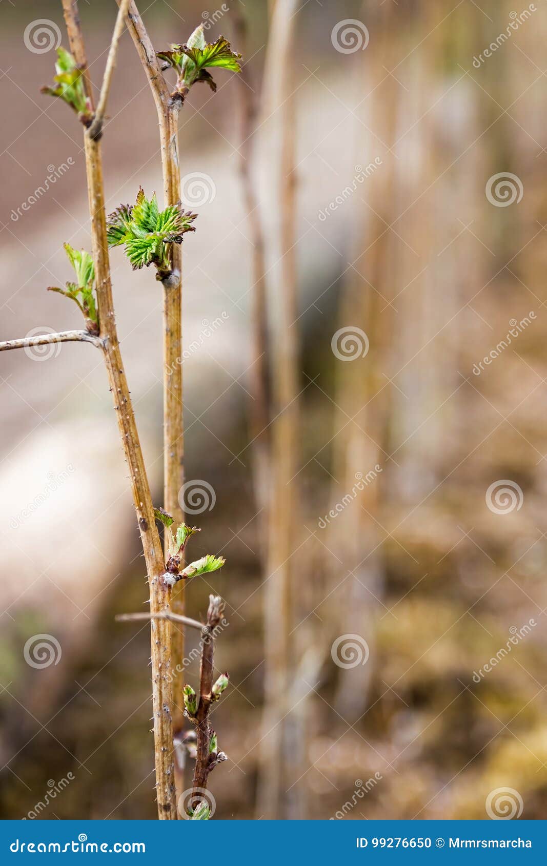 Saplings of Raspberry. Young Raspberry Bushes. Raspberry Seedlings ...
