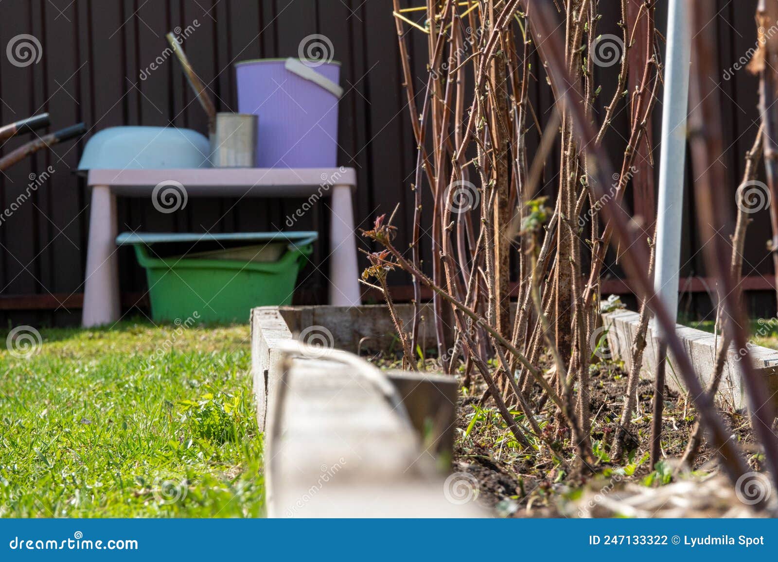 Saplings of Raspberry. Young Raspberry Bushes. Raspberry Seedlings ...