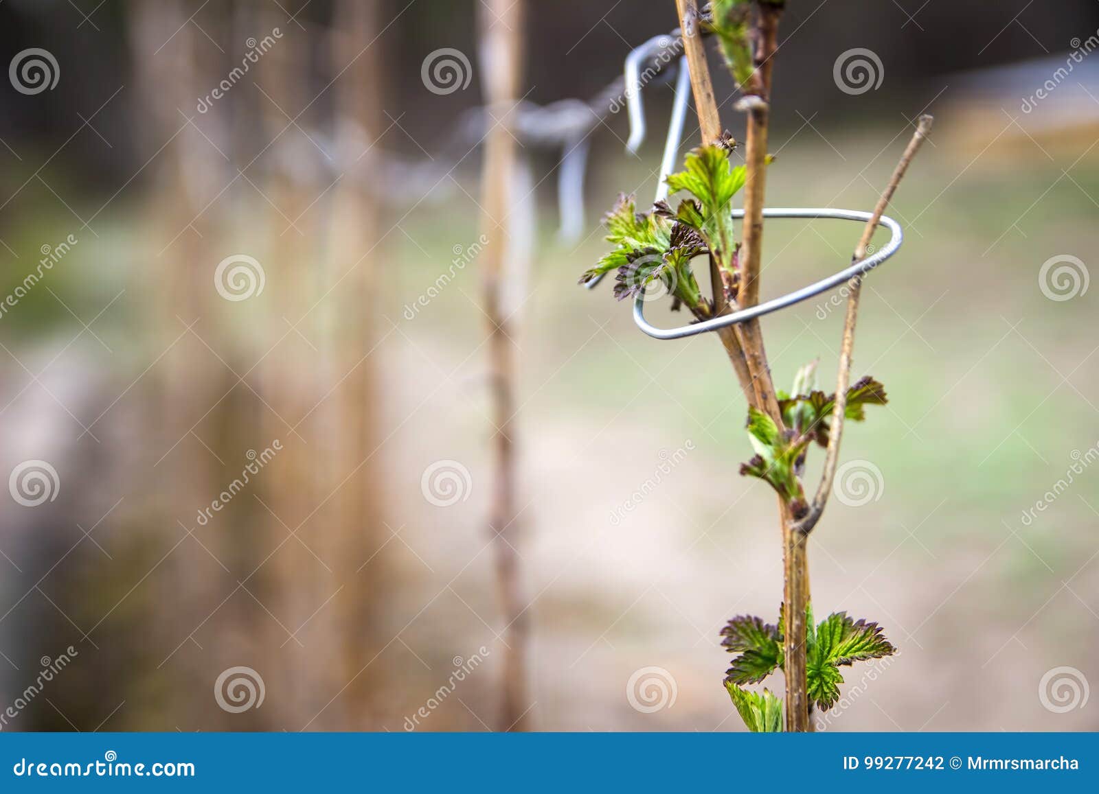 Saplings of Raspberry. Young Raspberry Bushes. Raspberry Seedlings ...