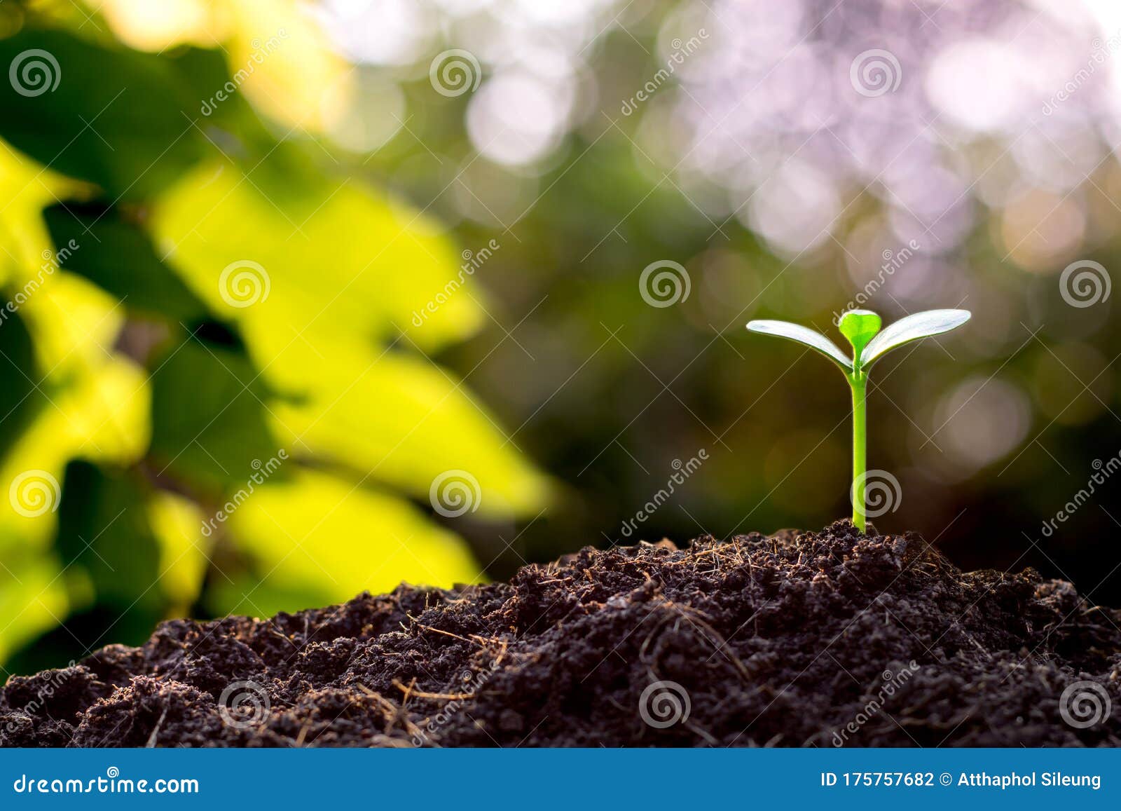 Saplings stock photo. Image of yellow, bright, growth - 175757682