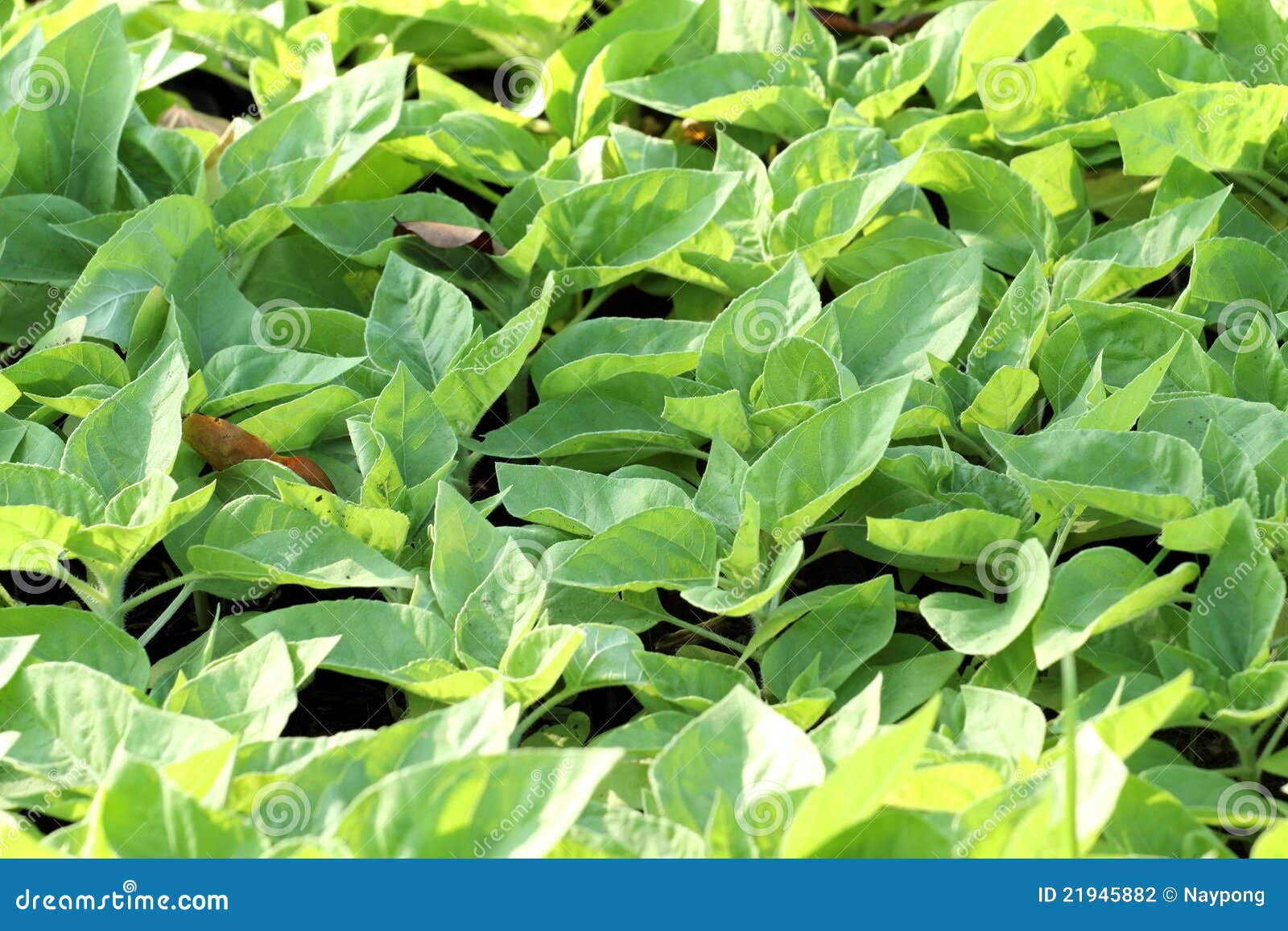 Saplings trees stock photo. Image of green, nature, grow - 21945882