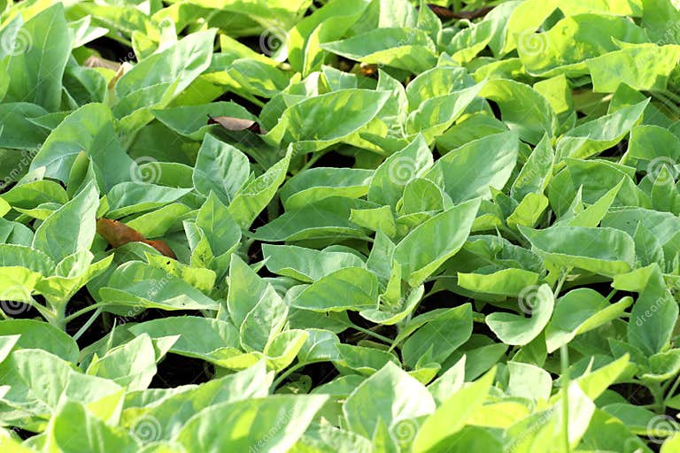 Saplings trees stock photo. Image of green, nature, grow - 21945882