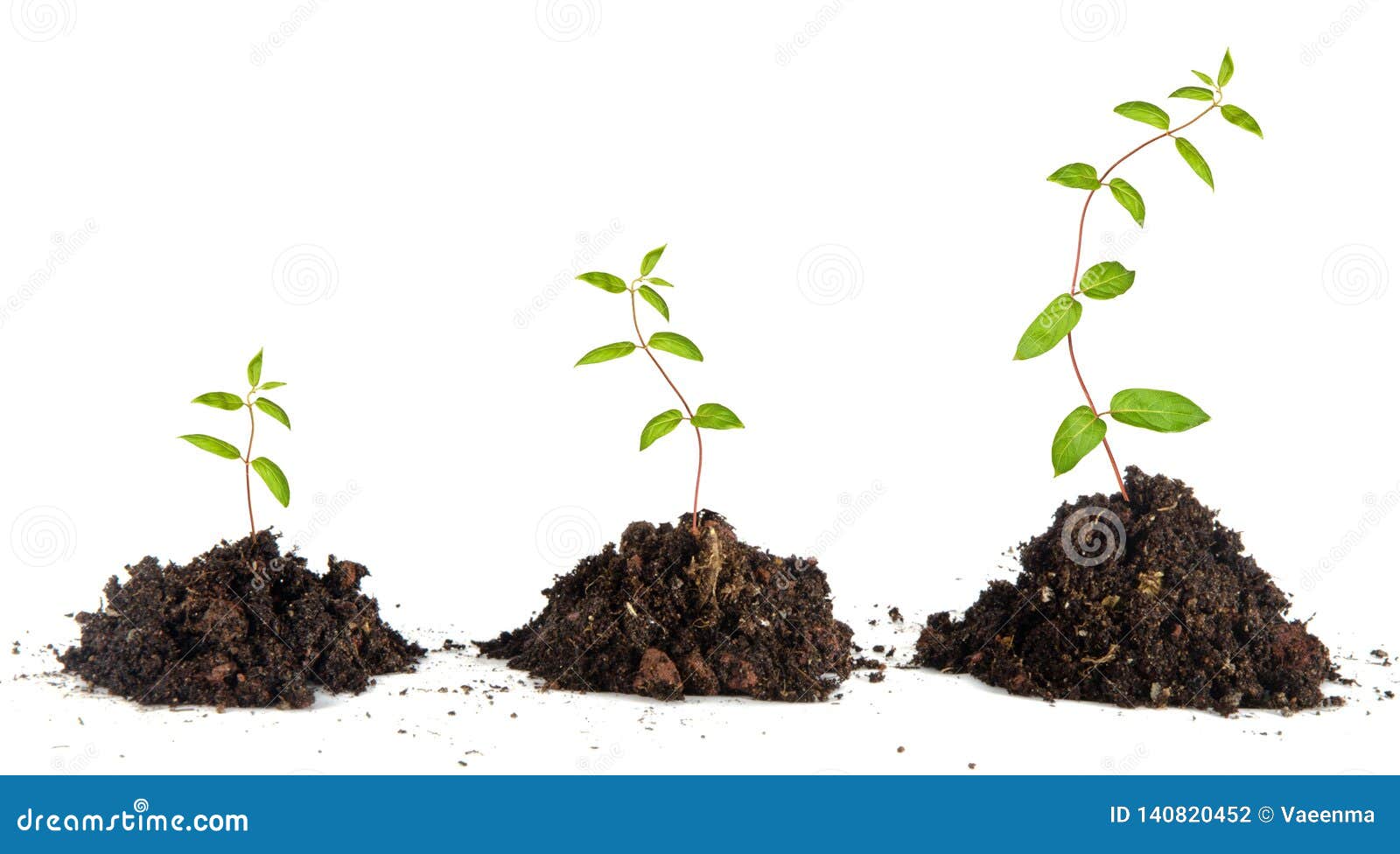 Saplings on White Background Stock Photo - Image of close, saplings ...