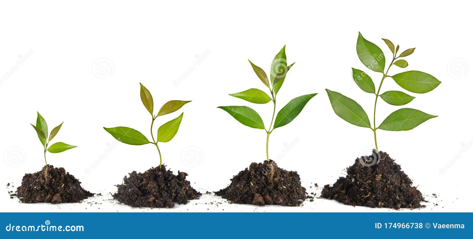 Saplings on White Background Stock Photo - Image of growing, seedling ...