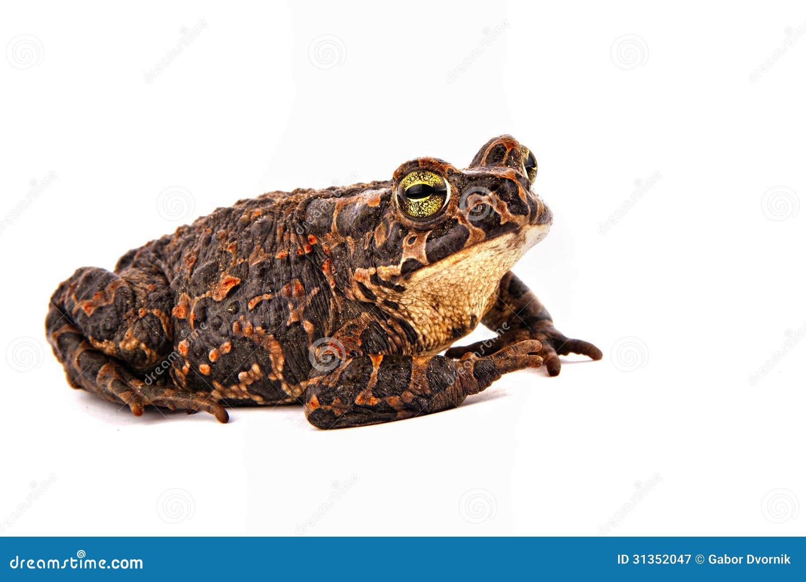 Sapo imagen de archivo. Imagen de rana, ambiente, sapo - 31352047