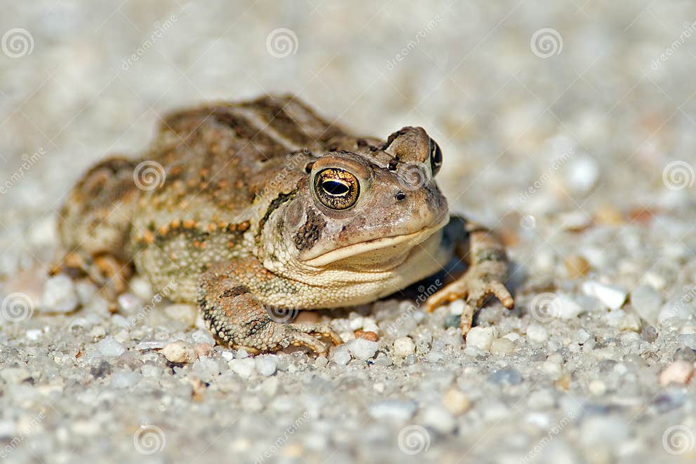 Sapo foto de archivo. Imagen de toro, saltar, flor, mojado - 32206868