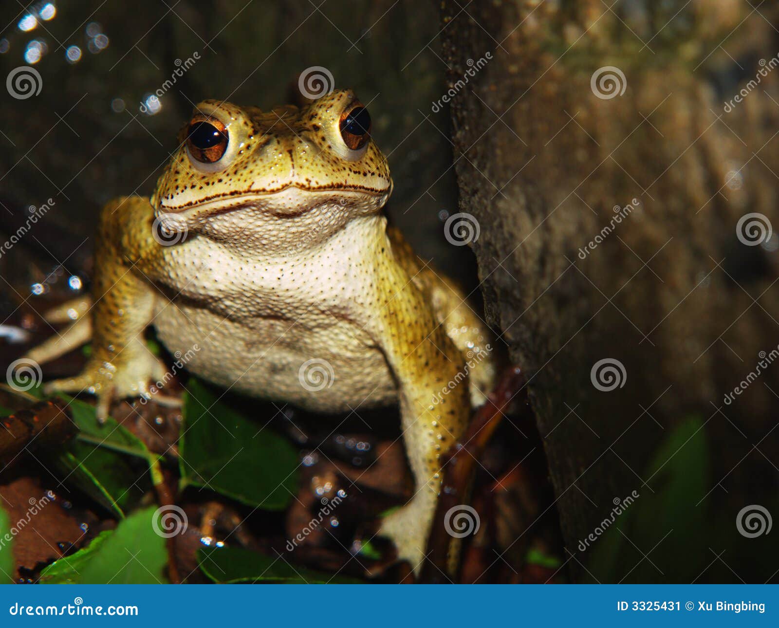 Sapo imagen de archivo. Imagen de everglade, anfibios - 3325431