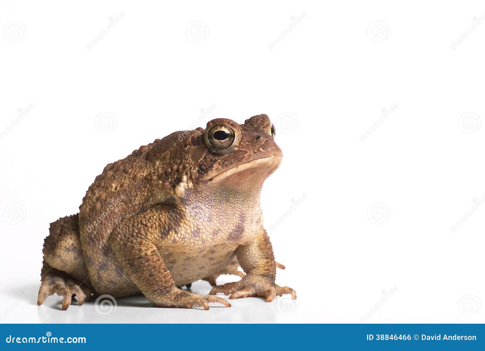 Sapo foto de archivo. Imagen de rana, anfibio, sapo, gordo - 38846466