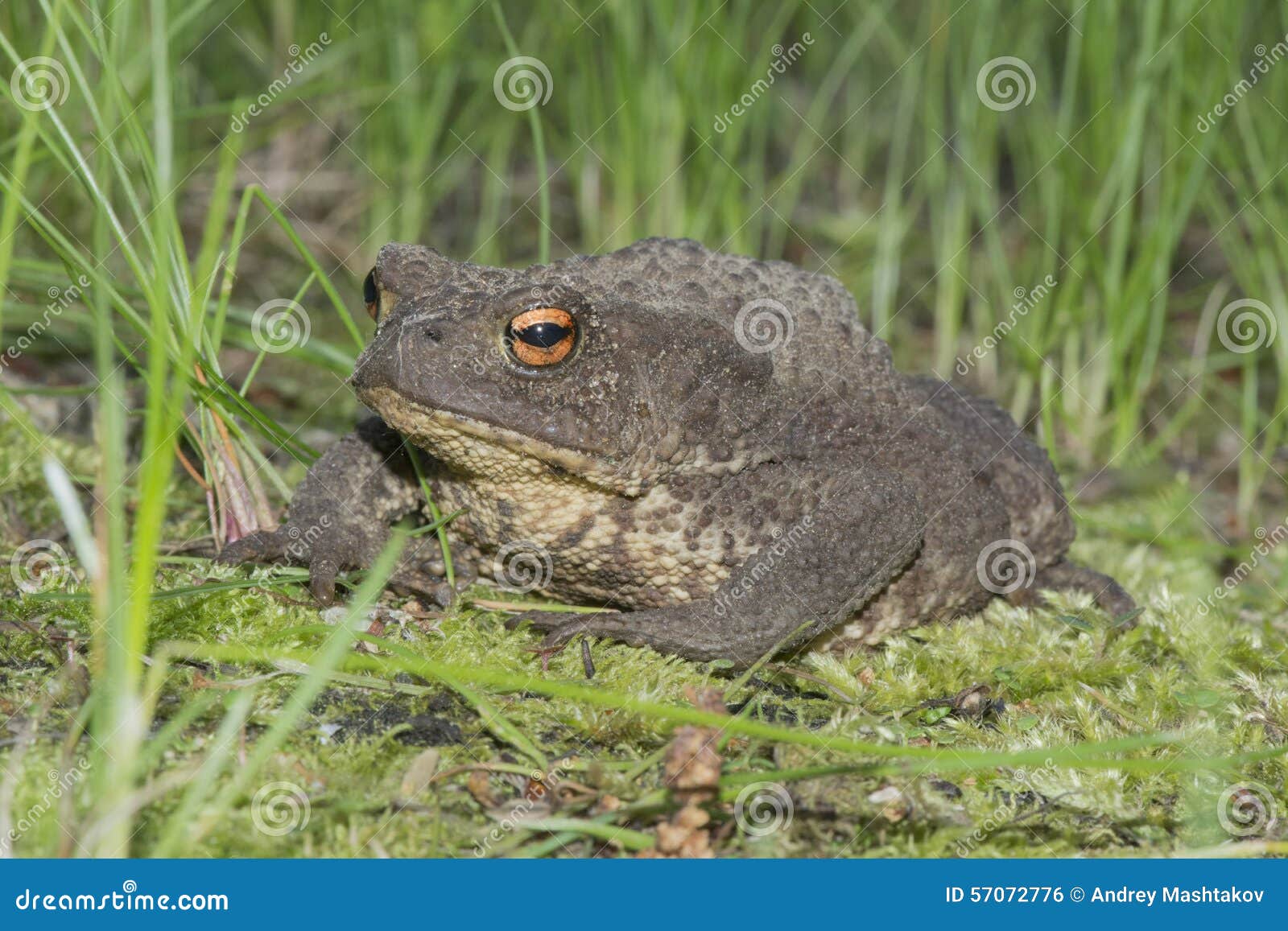Sapo foto de archivo. Imagen de sapo, cubo, rana, verano - 57072776