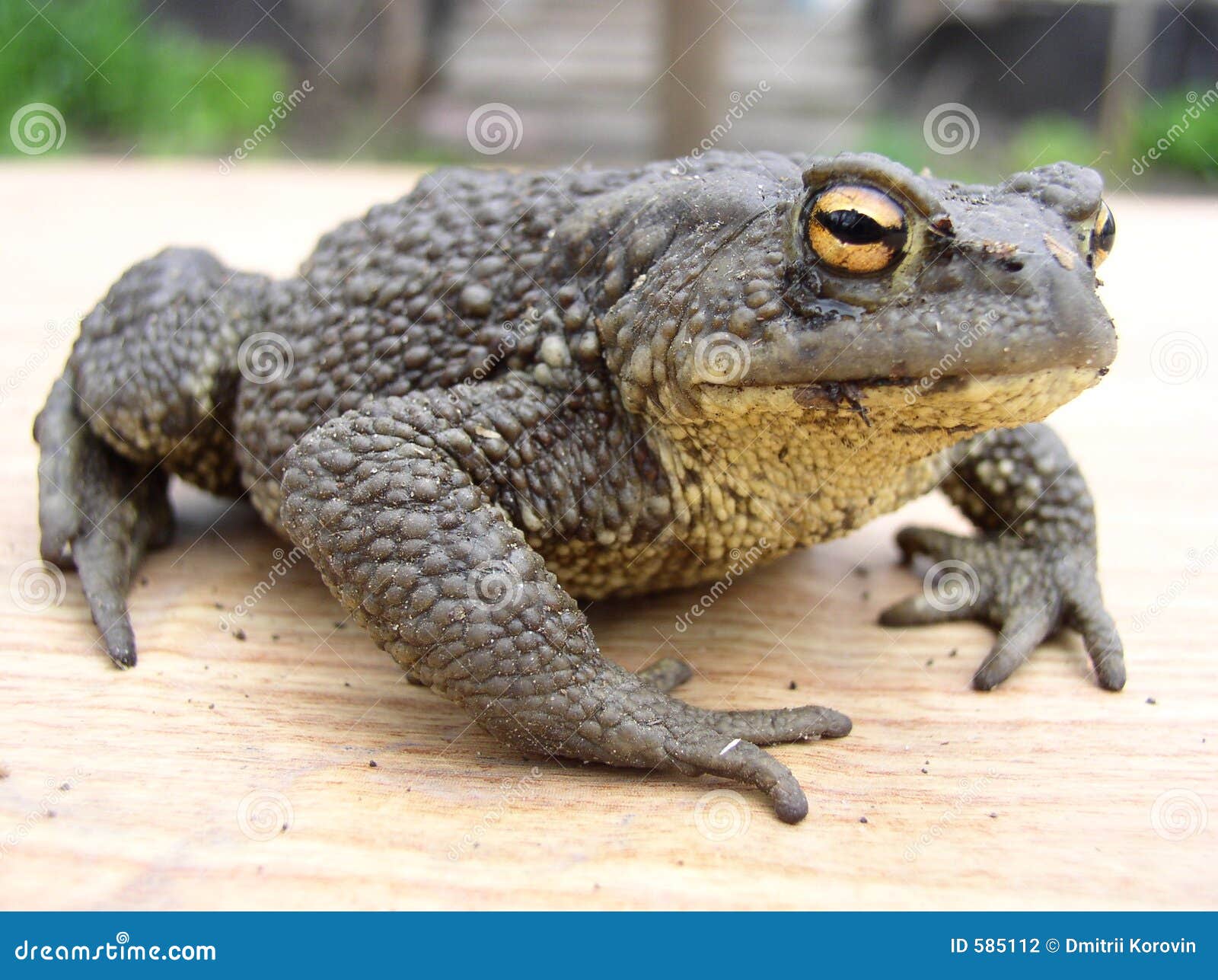Sapo foto de archivo. Imagen de sapo, tierra, fauna, ojos - 585112