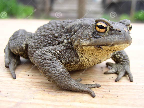 Sapo foto de archivo. Imagen de sapo, tierra, fauna, ojos - 585112