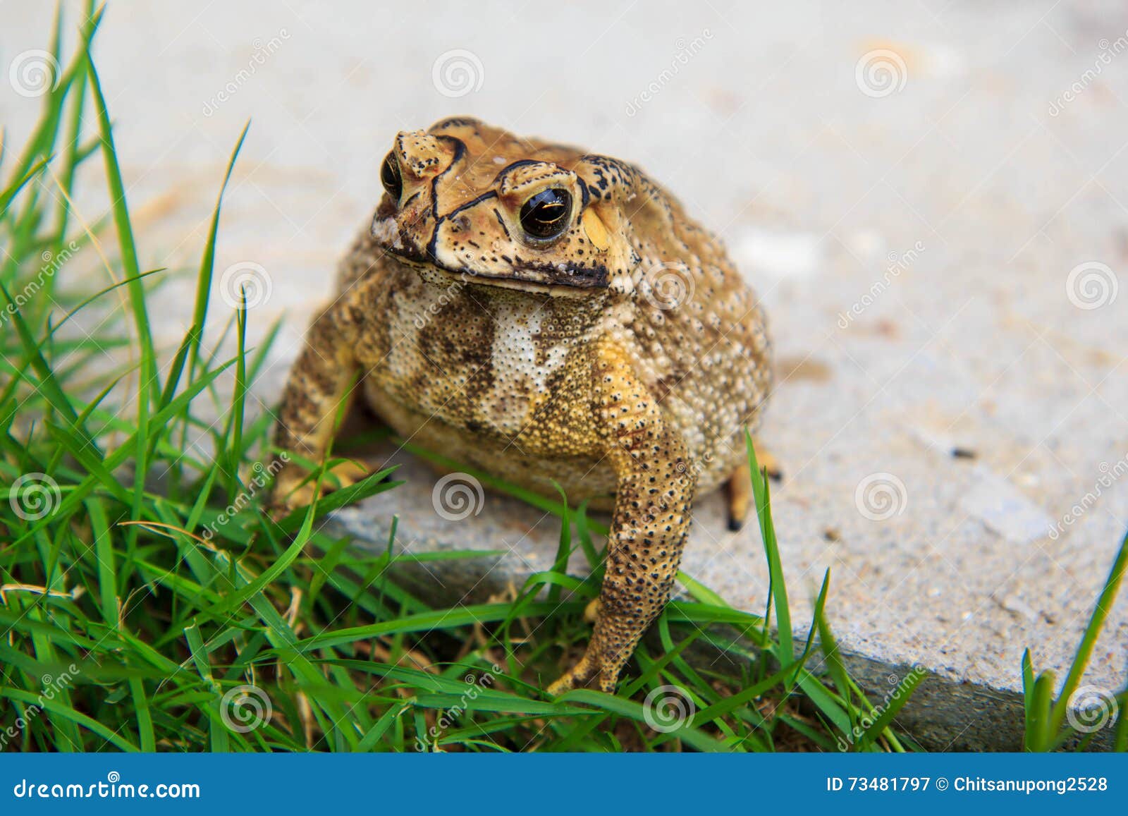 Sapo imagen de archivo. Imagen de anfibio, salir, copia - 73481797