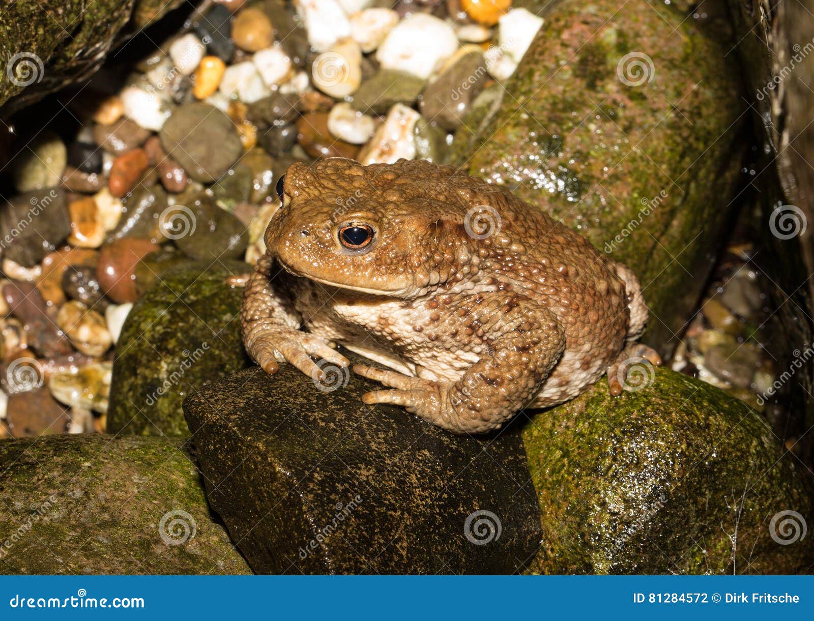 Sapo foto de archivo. Imagen de cara, reptil, exterior - 81284572