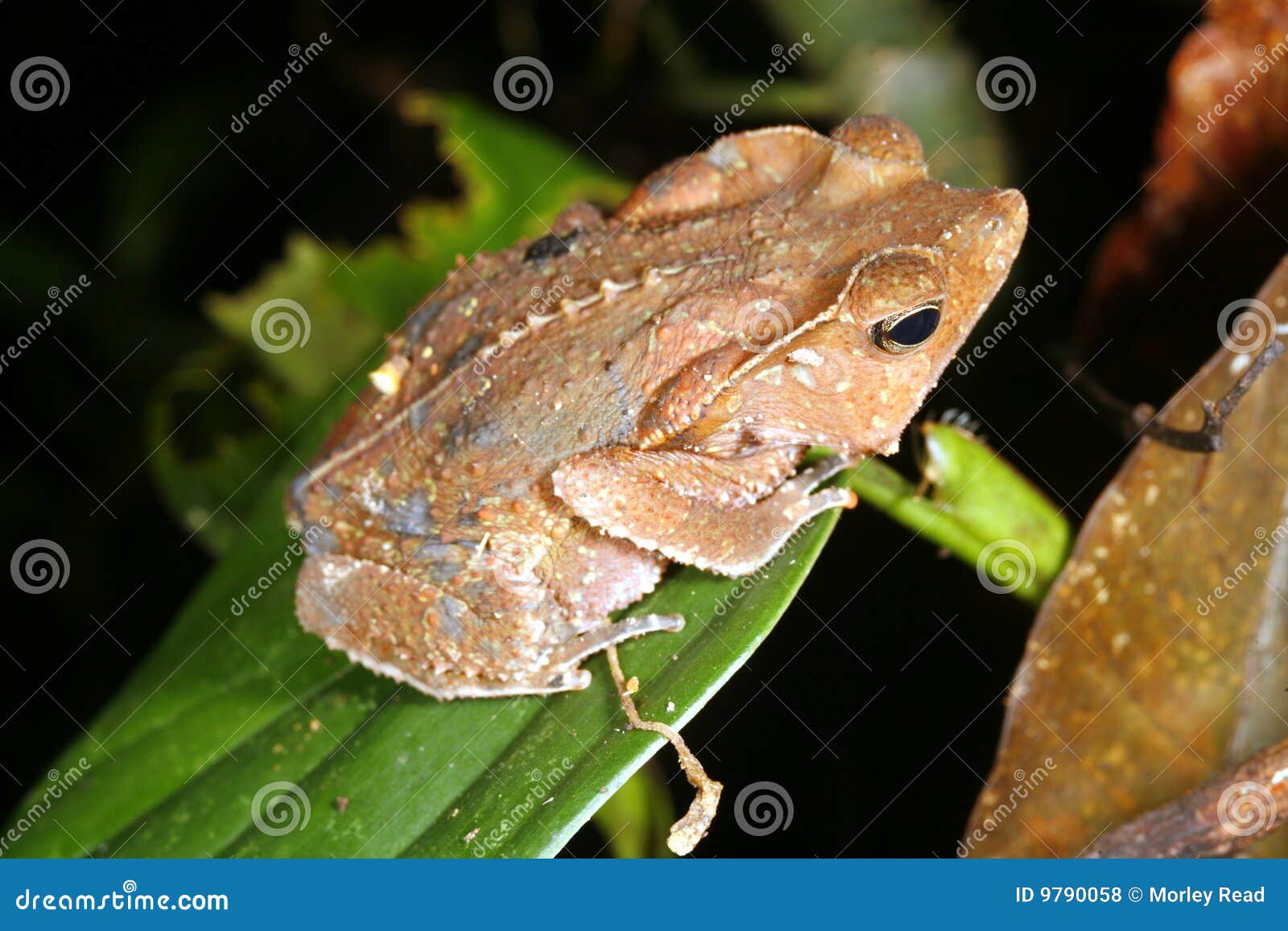 Sapo foto de archivo. Imagen de cresta, ecuador, america - 9790058