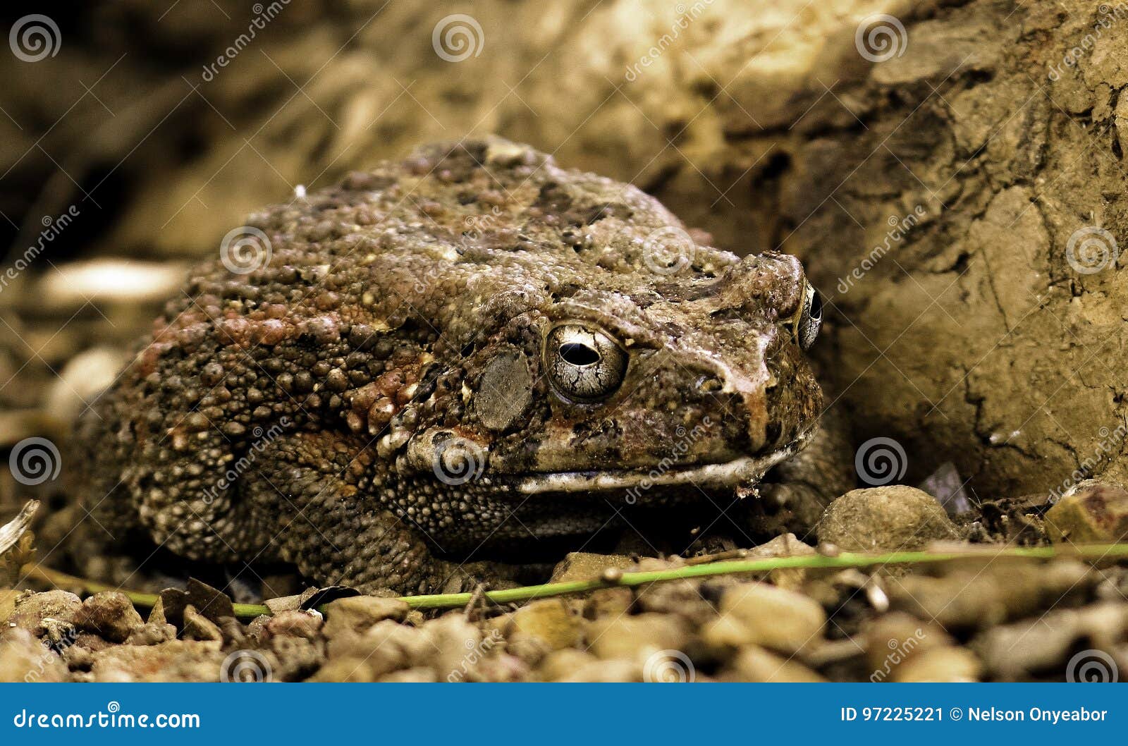 Sapo africano imagen de archivo. Imagen de actitud, boca - 97225221