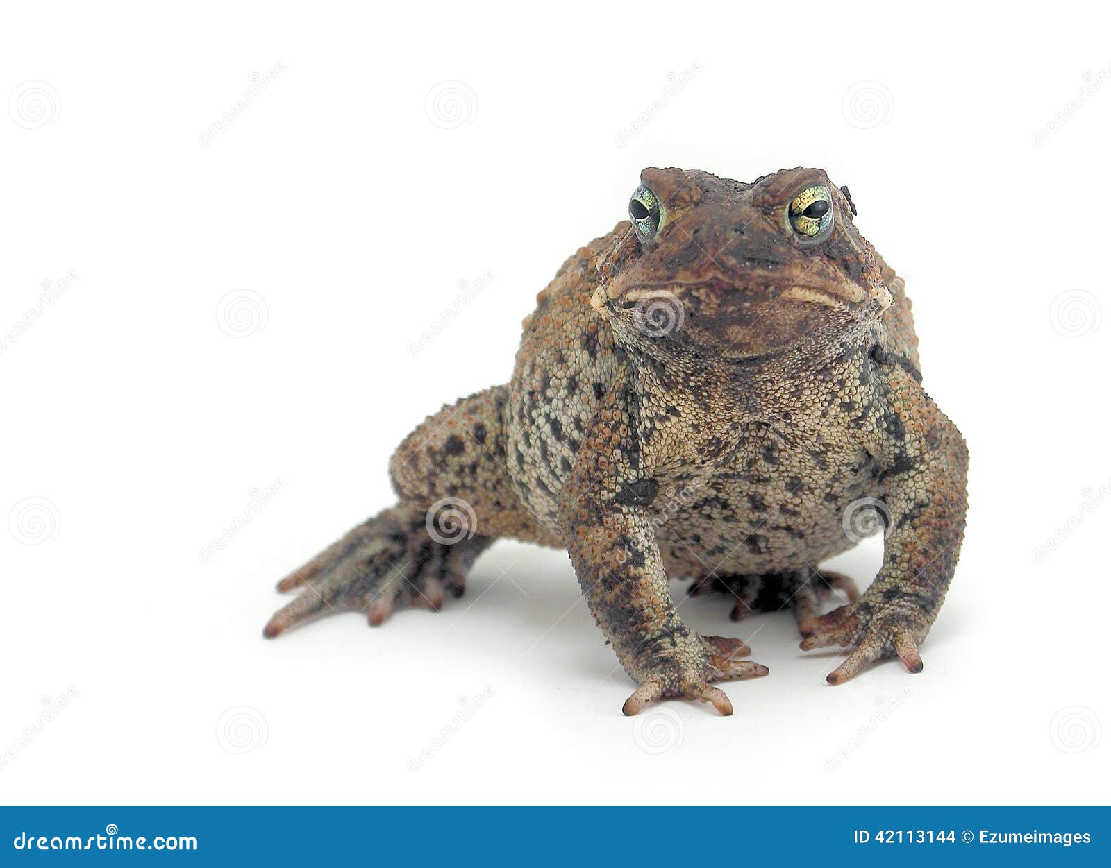 Sapo aislado en blanco foto de archivo. Imagen de longitud - 42113144