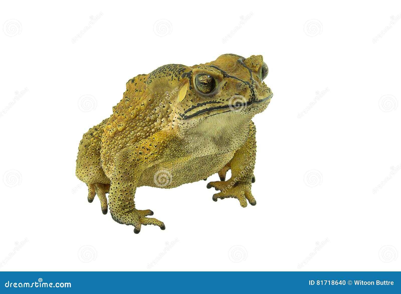 Sapo aislado en blanco foto de archivo. Imagen de grande - 81718640