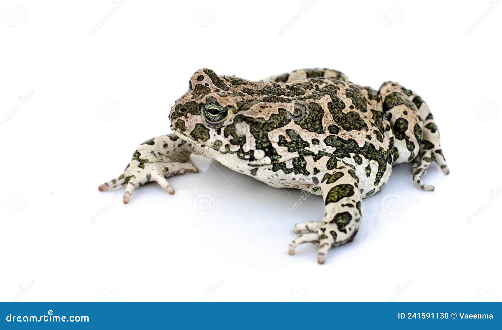 Sapo aislado en blanco foto de archivo. Imagen de fondo - 241591130