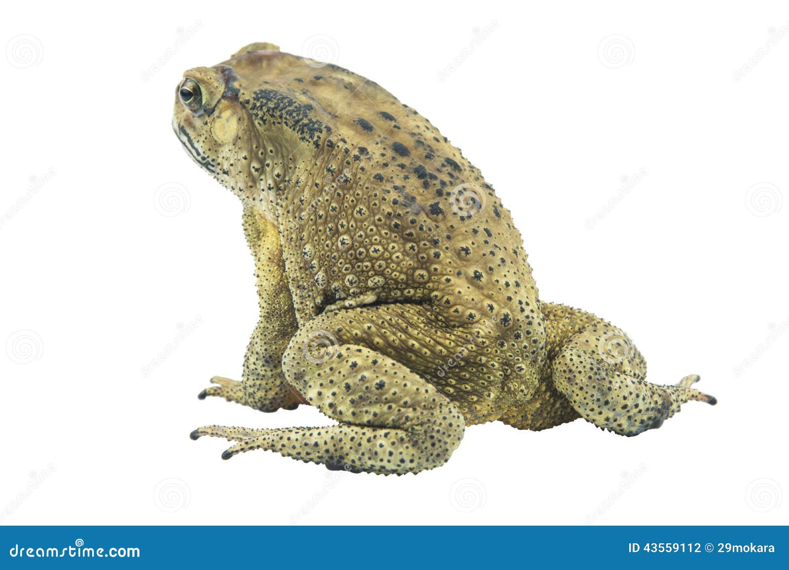 Sapo Aislado En El Fondo Blanco Foto de archivo - Imagen de macro ...
