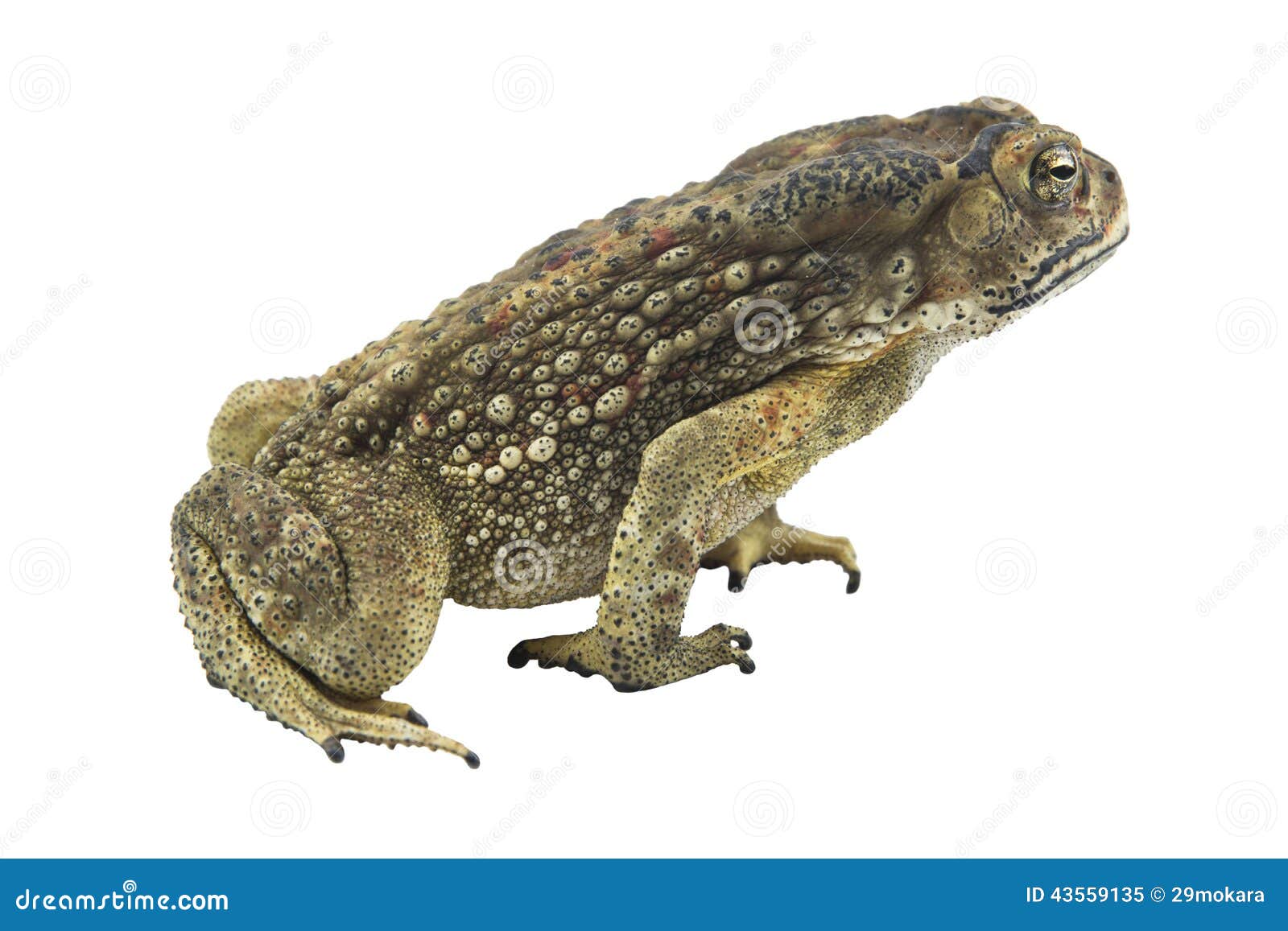 Sapo Aislado En El Fondo Blanco Imagen de archivo - Imagen de primer ...