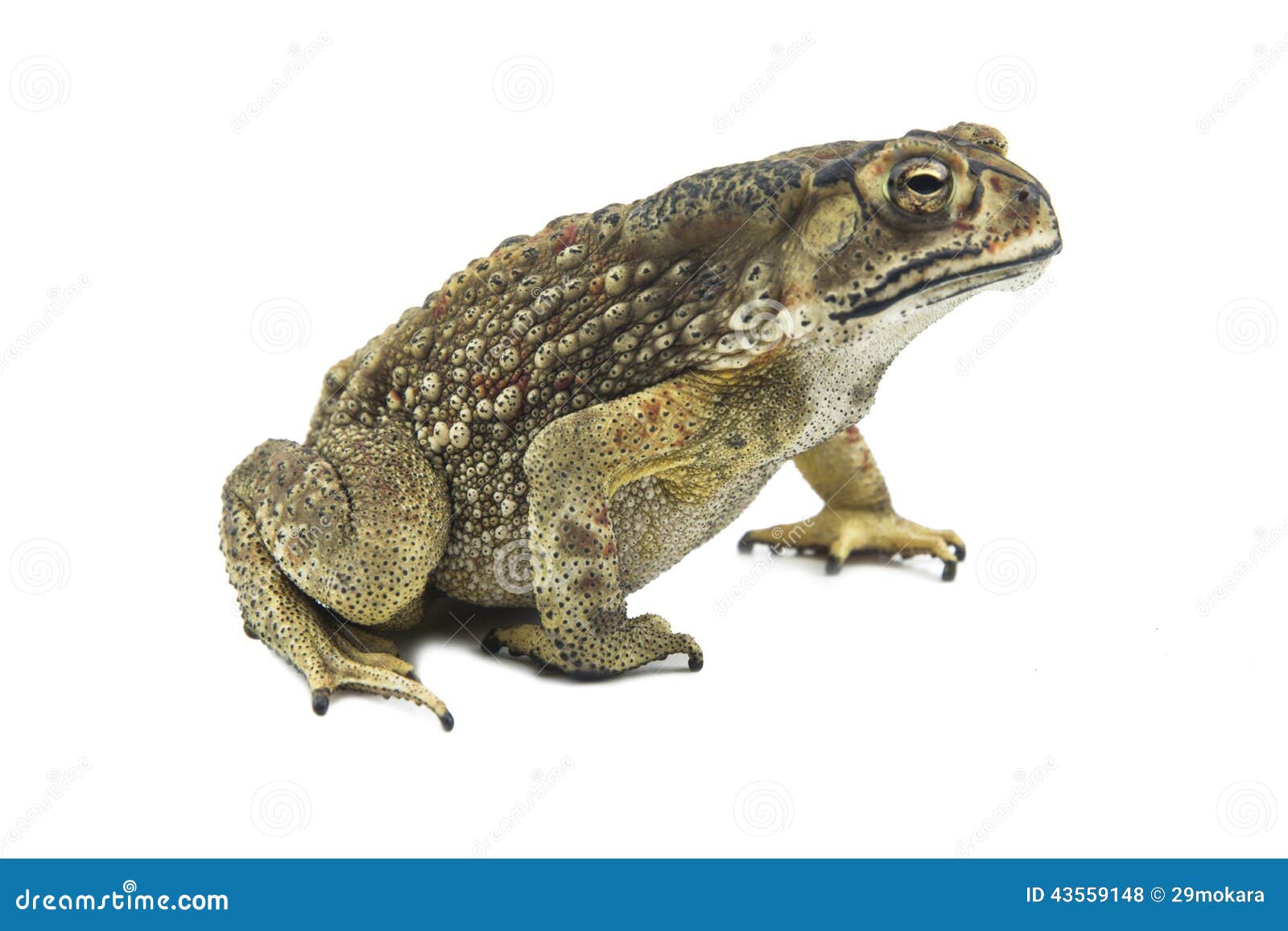 Sapo Aislado En El Fondo Blanco Foto de archivo - Imagen de blanco ...