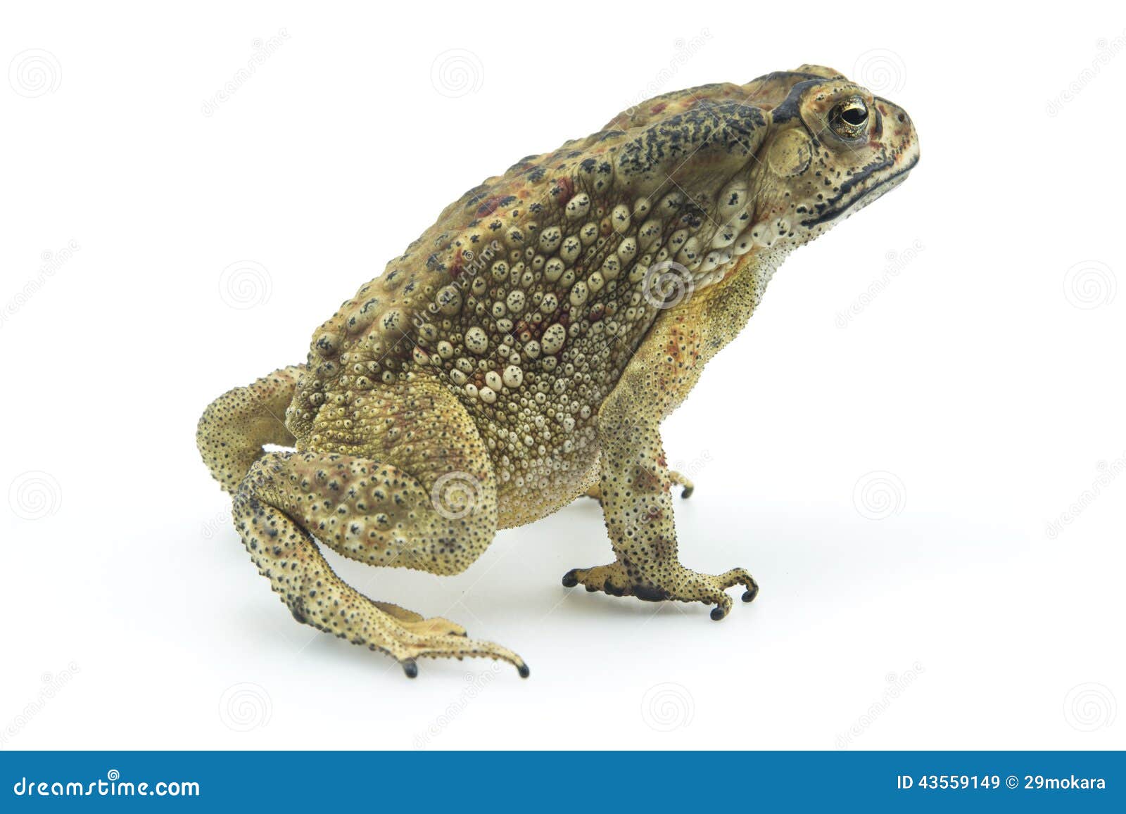 Sapo Aislado En El Fondo Blanco Imagen de archivo - Imagen de cubo ...