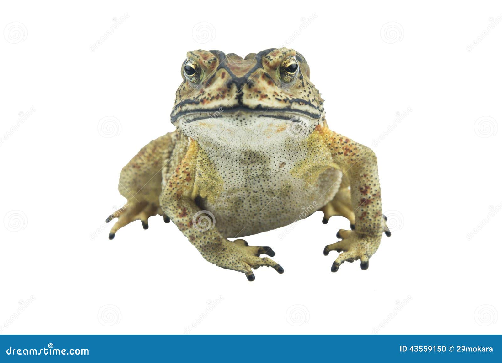 Sapo Aislado En El Fondo Blanco Foto de archivo - Imagen de fondo ...