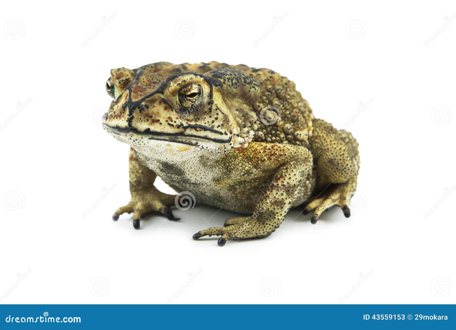 Sapo Aislado En El Fondo Blanco Imagen de archivo - Imagen de anfibio ...