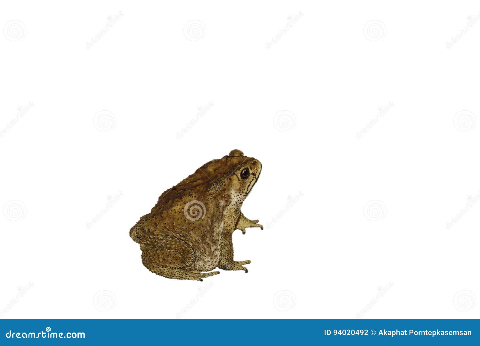 Sapo Aislado En El Fondo Blanco Foto de archivo - Imagen de venenoso ...