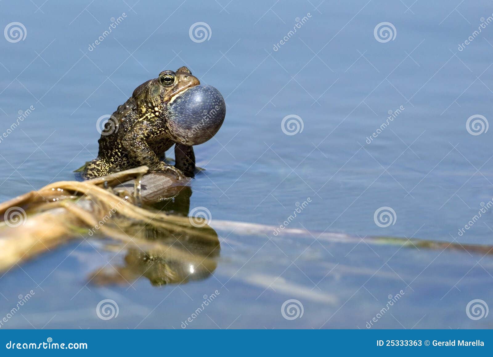 Sapo Americano (Bufo Americanus) Imagen de archivo - Imagen de lagos ...