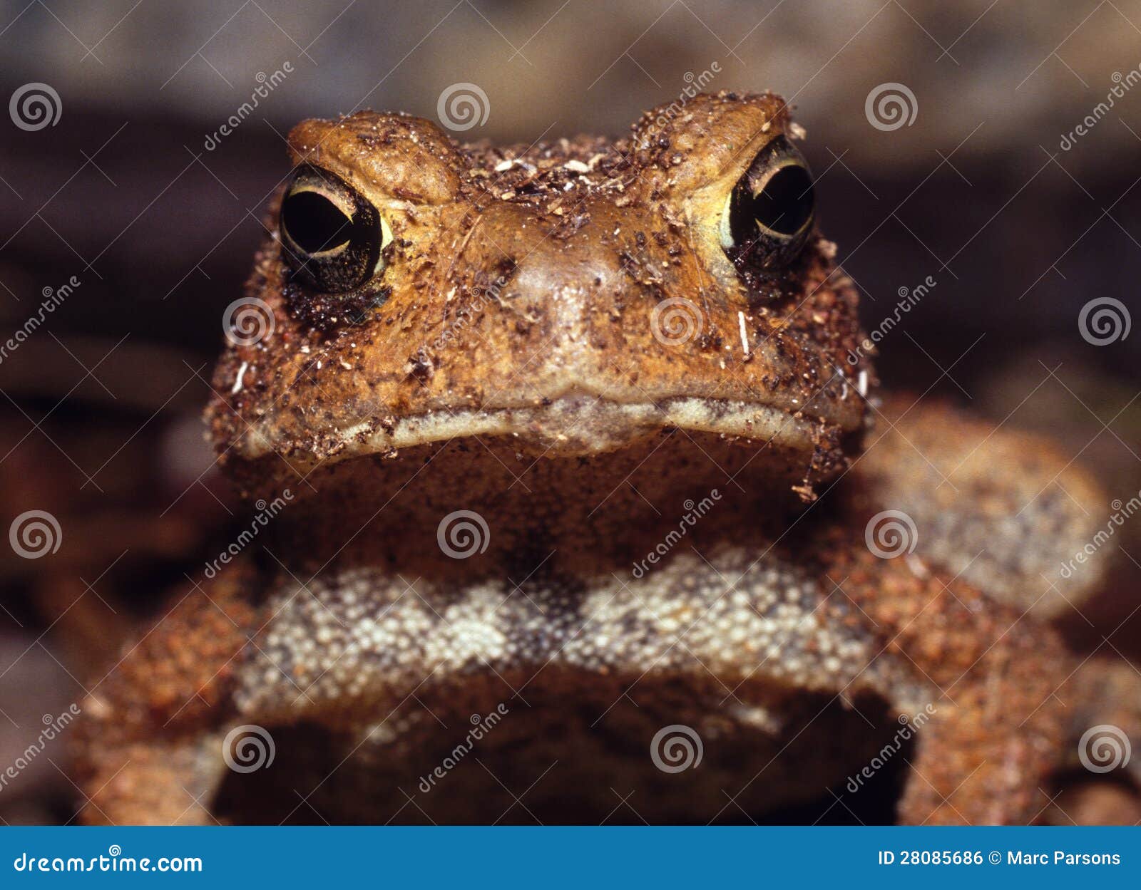 Sapo Americano Que Olha Na Lente Foto de Stock - Imagem de olho, macro ...