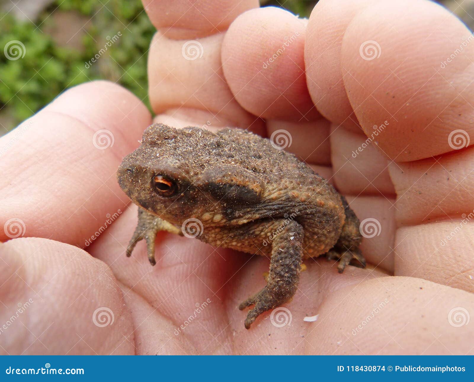 Los Animales Terrestres De La Rana Anfibia Del Sapo Imagen. Imagen ...
