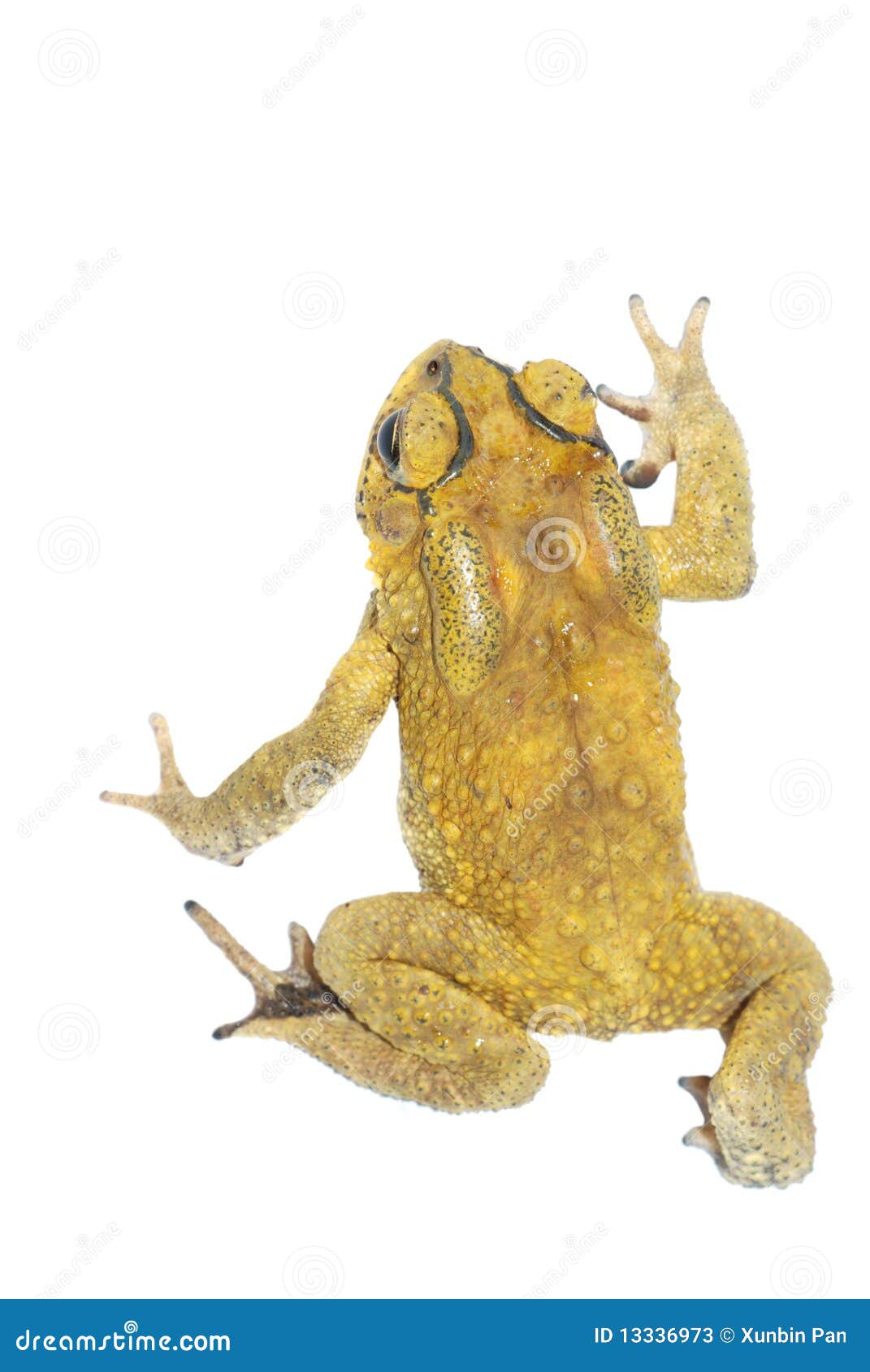 Sapo animal con gafas imagen de archivo. Imagen de ambiente - 13336973