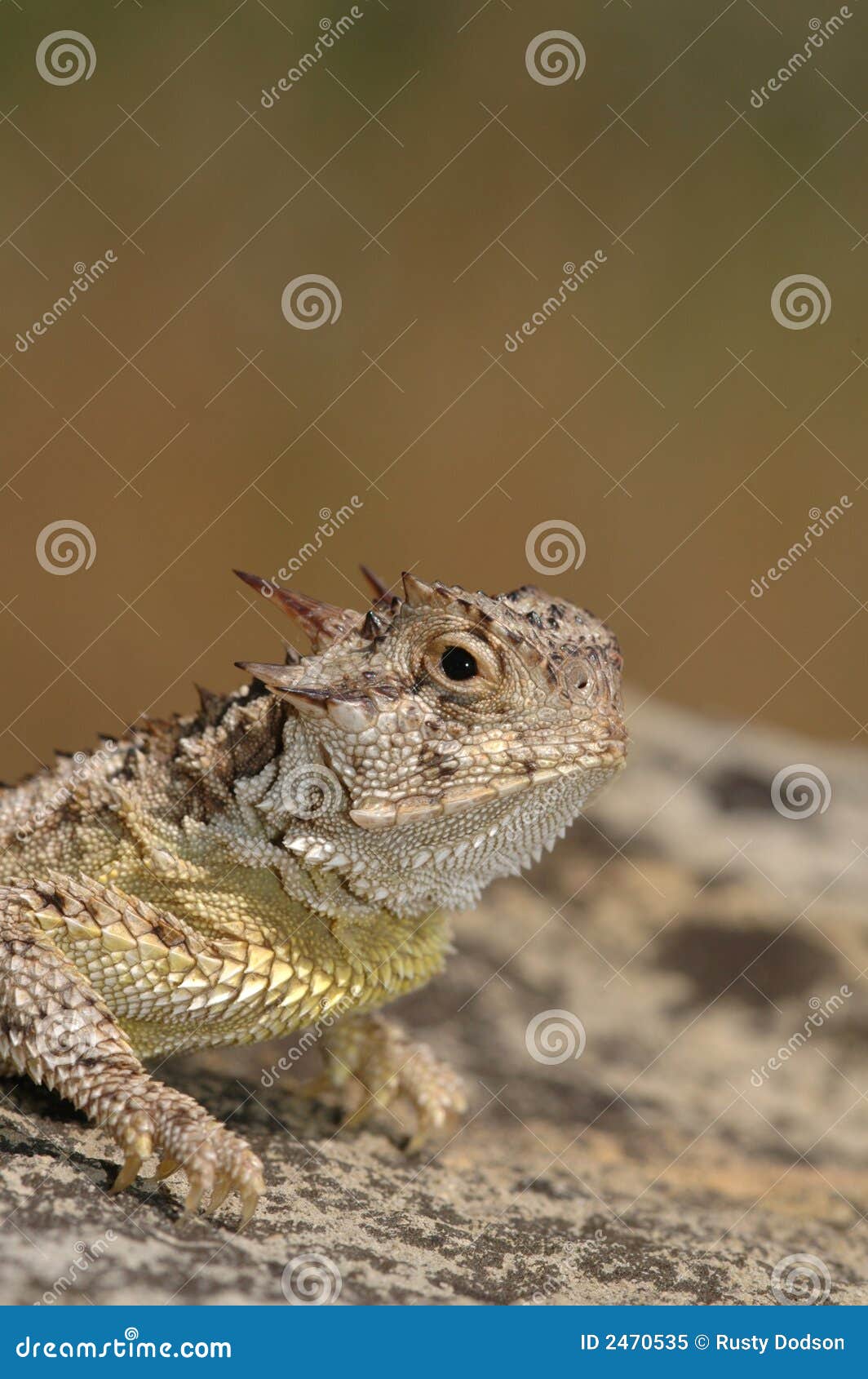 Sapo córneo imagen de archivo. Imagen de rocas, claxones - 2470535