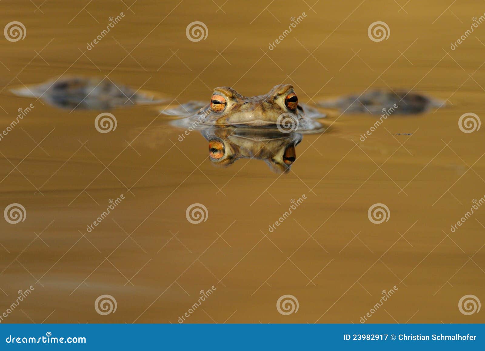 Sapo común (bufo de Bufo) imagen de archivo. Imagen de anfibio - 23982917