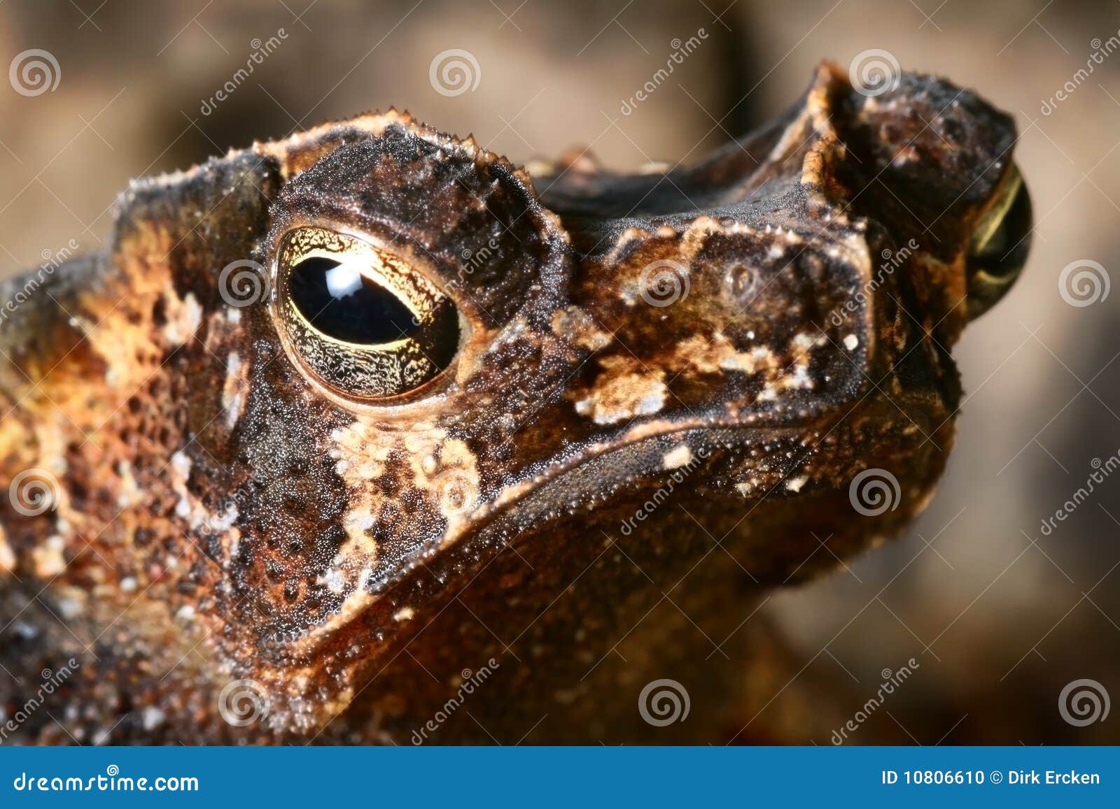 Sapo com crista foto de stock. Imagem de olhos, crista - 10806610