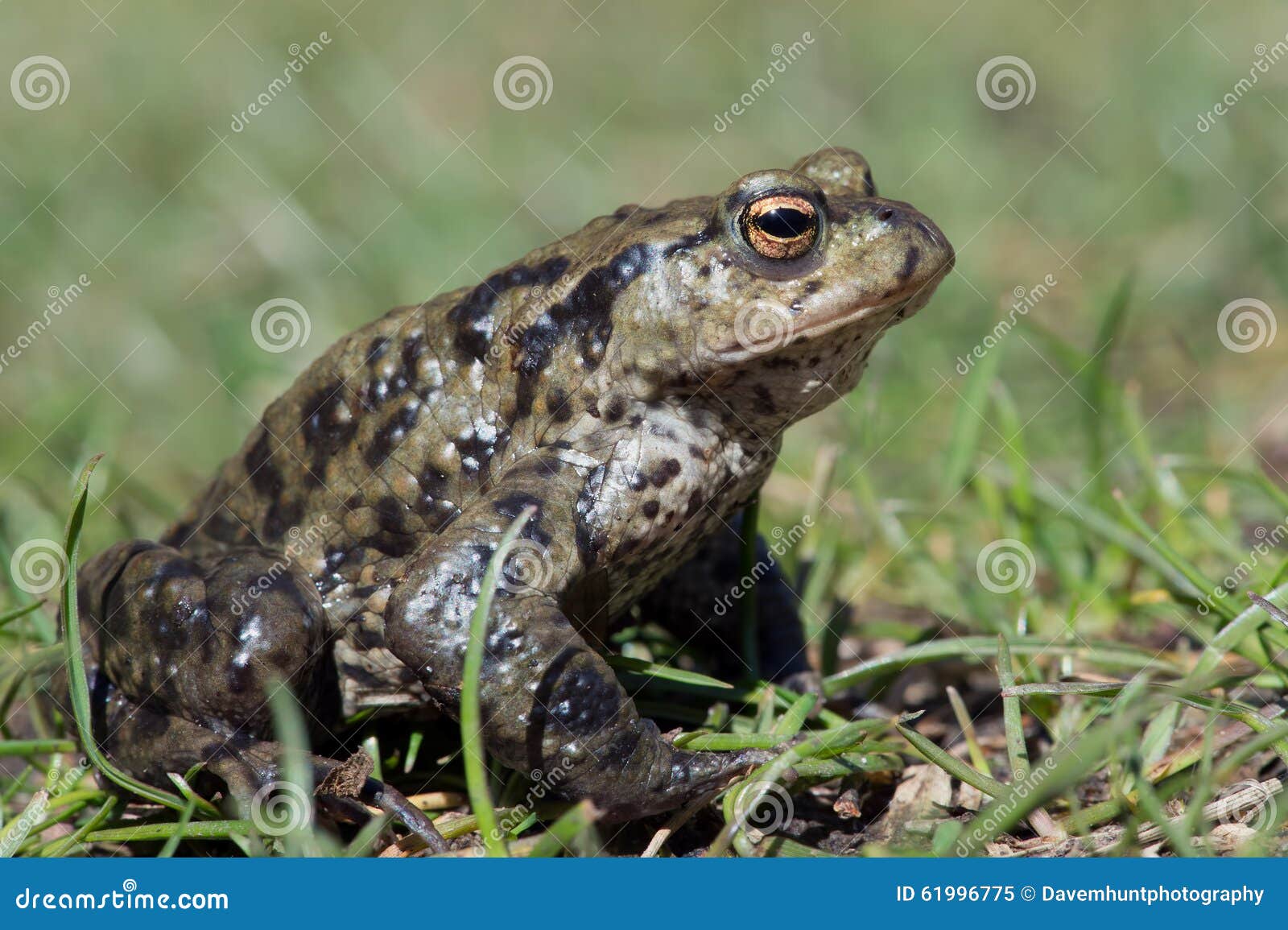 Sapo comum (Bufo Bufo) imagem de stock. Imagem de tropical - 61996775