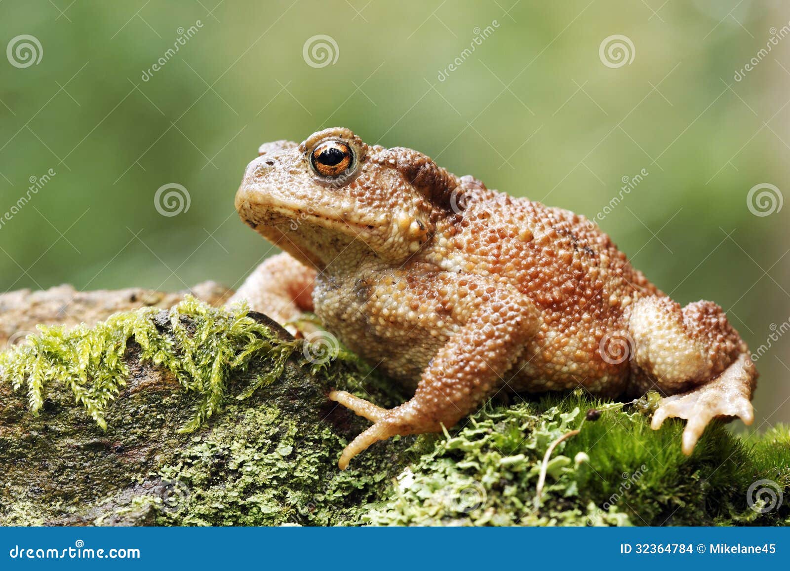 Sapo comum, bufo de Bufo foto de stock. Imagem de pântano - 32364784