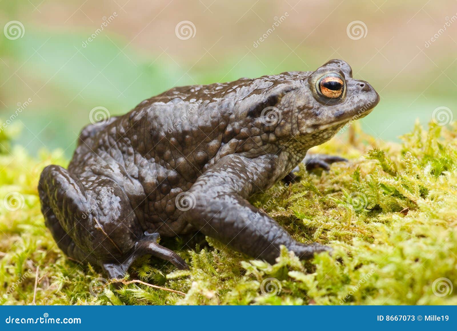 Sapo comum (bufo de Bufo) imagem de stock. Imagem de comum - 8667073