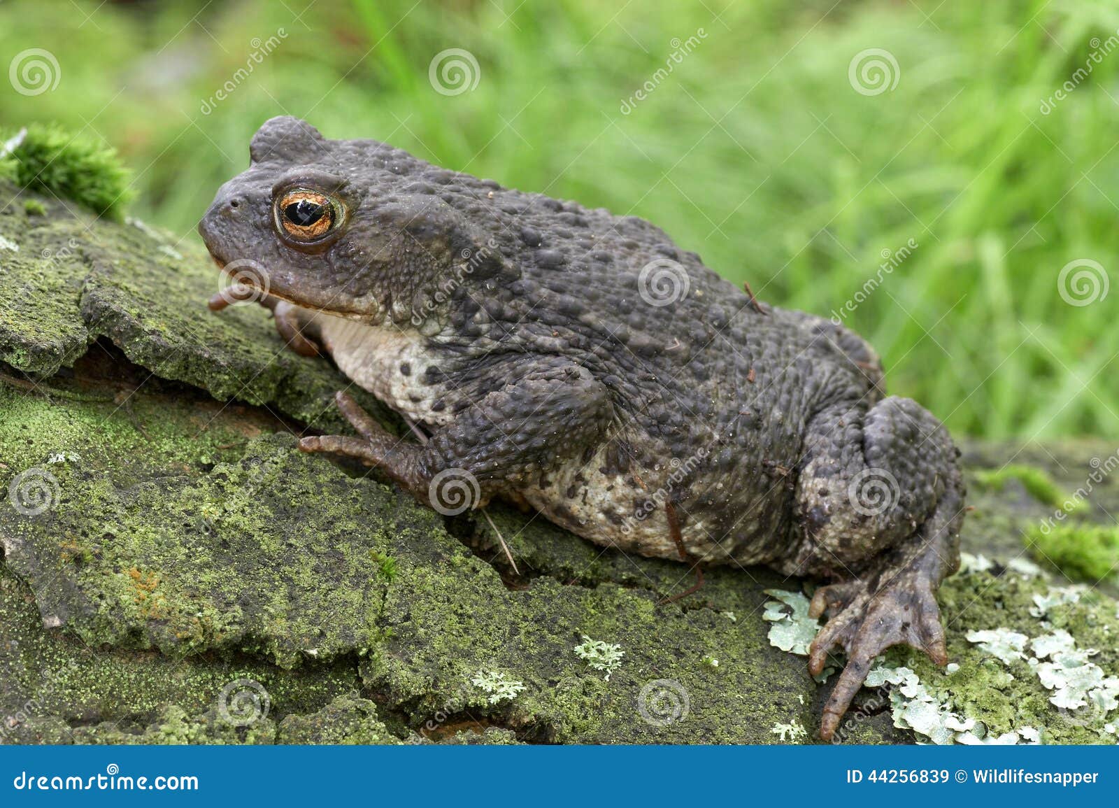 Sapo comum - bufo do bufo imagem de stock. Imagem de animal - 44256839