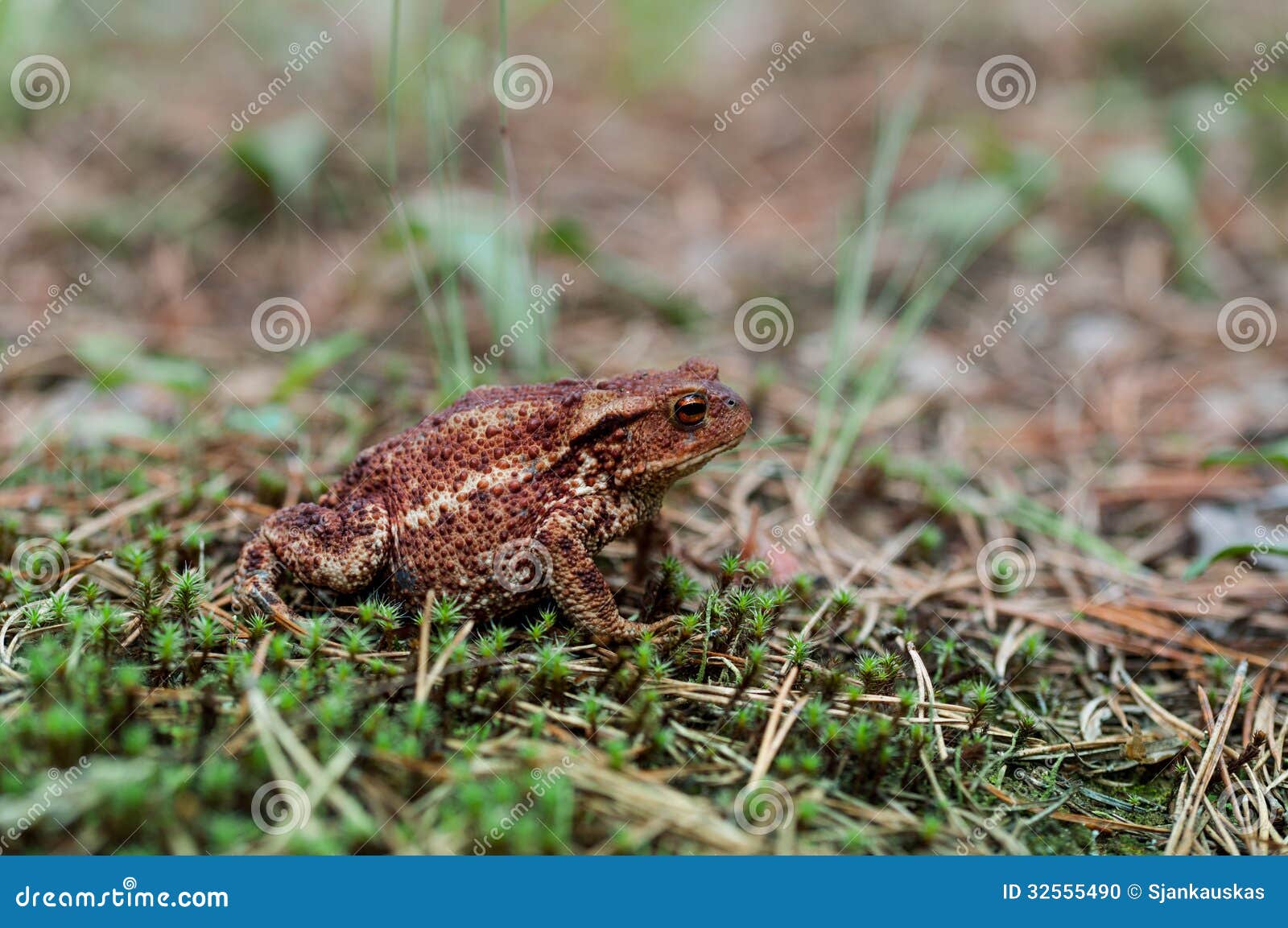 Sapo Comum (bufo Do Bufo) Na Floresta Foto de Stock - Imagem de gordo ...