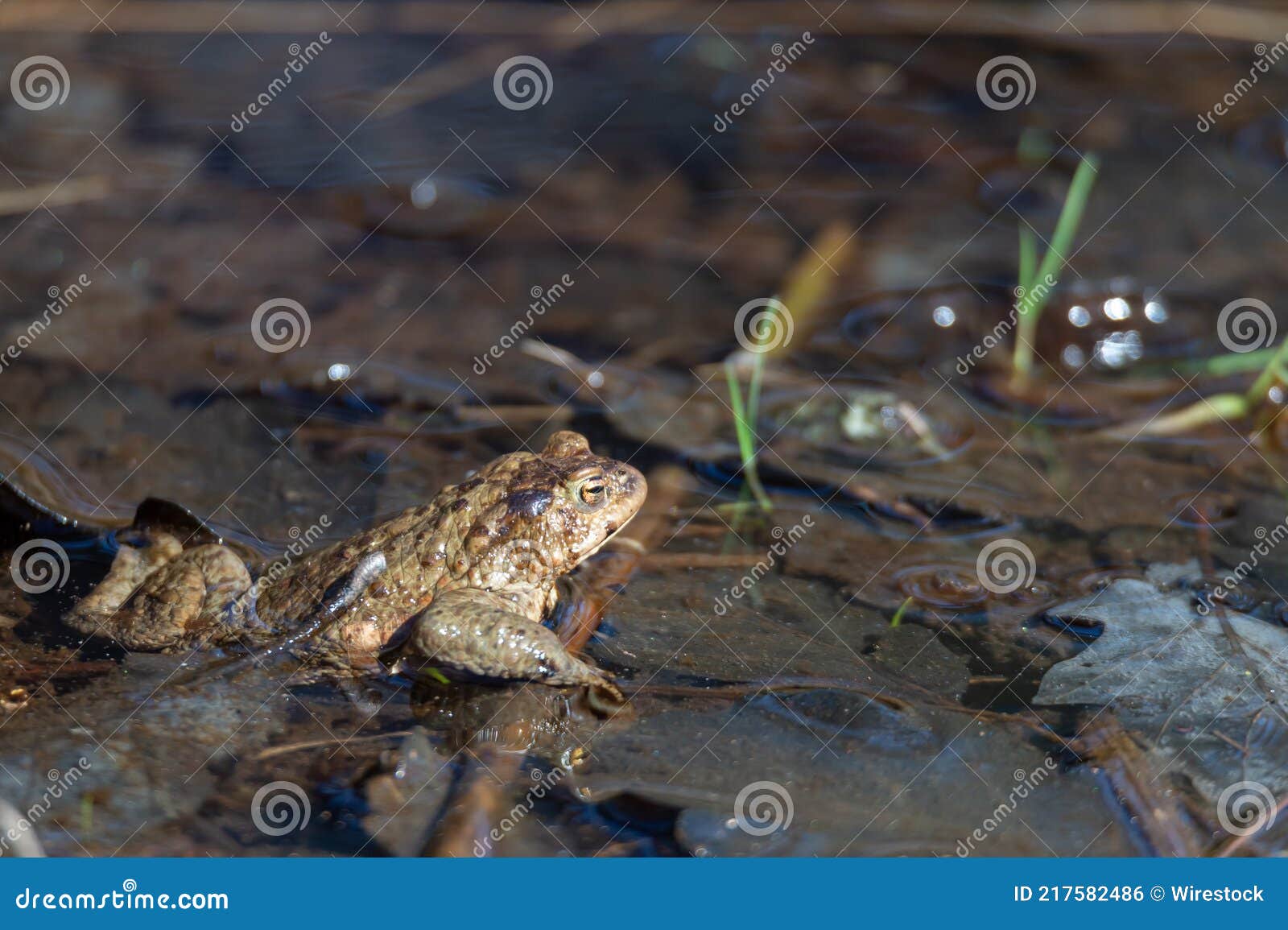 Sapo Comum Bufo Bufo Saindo Do Lago Foto de Stock - Imagem de wildlife ...