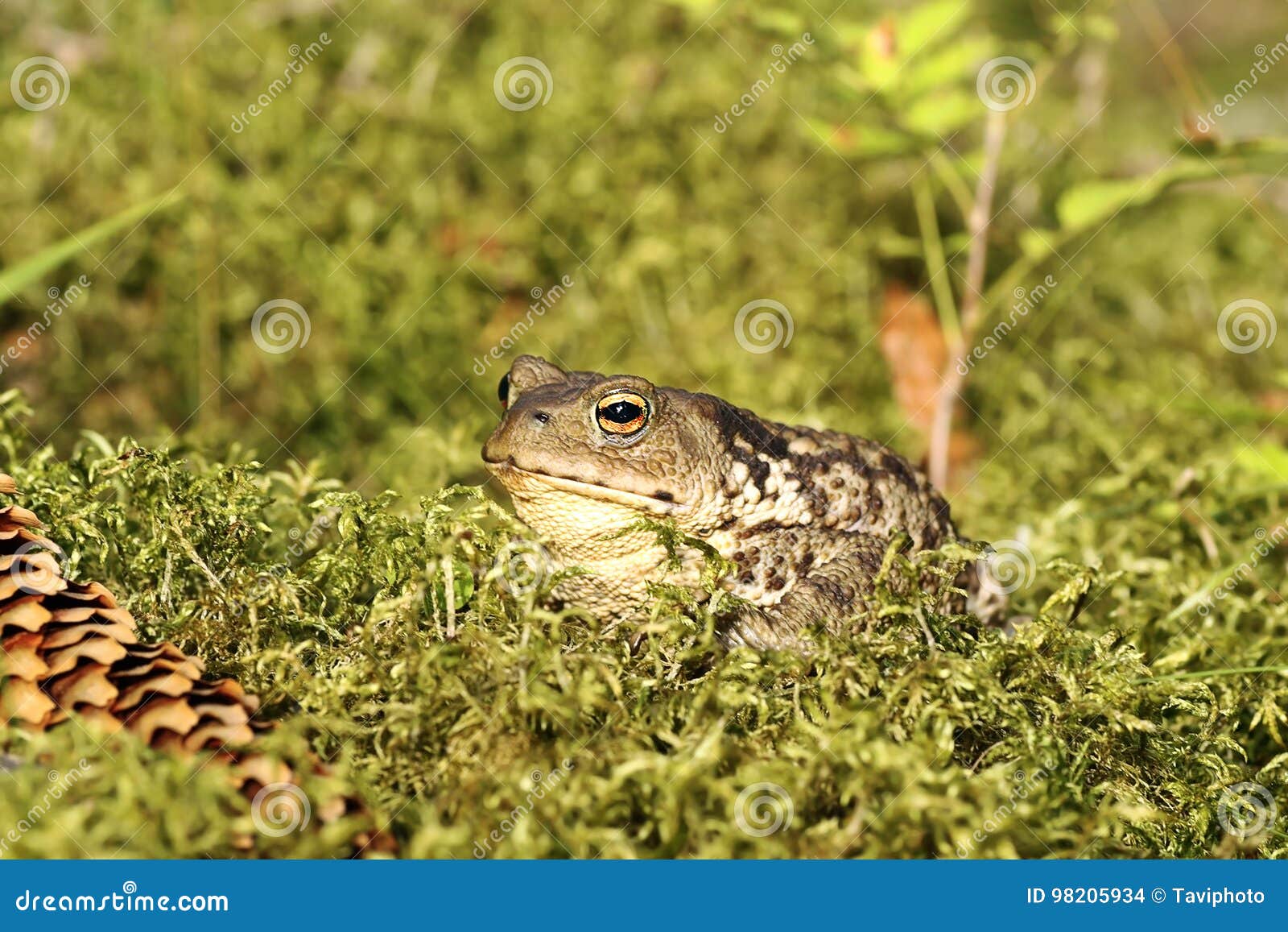 Sapo Comum Do Europeu No Musgo Verde Foto de Stock - Imagem de sapo ...