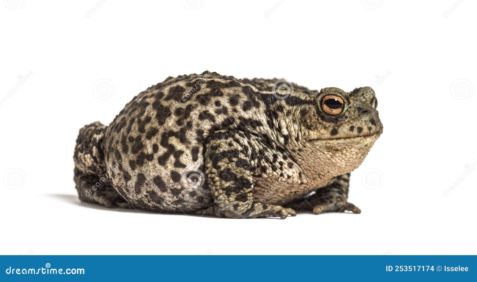 Sapo Comum Europeu Bufo Bufo Isolado Foto de Stock - Imagem de molhado ...